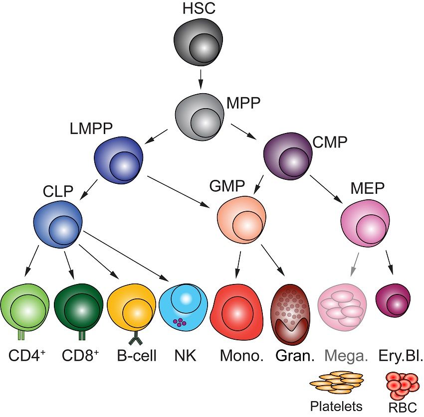 Circular RNAs are abundantly expressed in hematopoietic cells