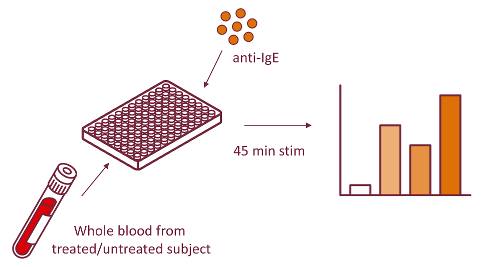 Whole blood Basophil Activation Test (BAT)