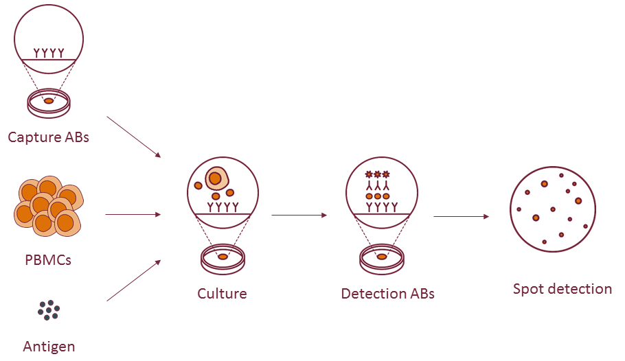 Cytokine analysis - ELIspot