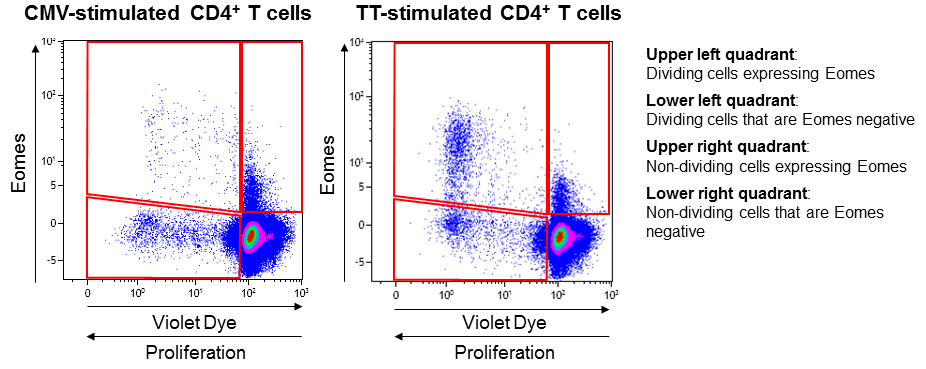 Proliferation assay - flow cytometry