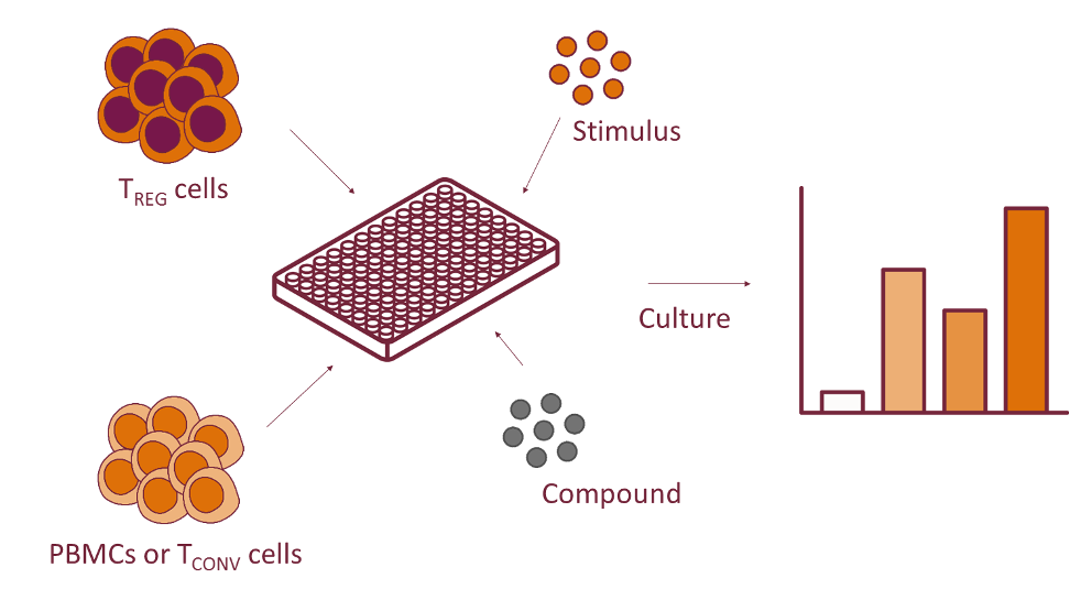 Regulatory T cell suppression assay