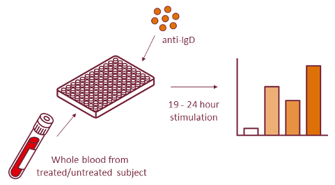 Whole blood B cell activation
